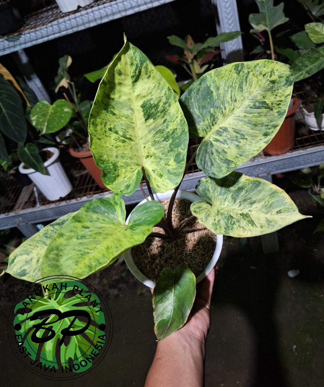Homalomena Red Stem Variegated by Ship DHL Express - Etsy