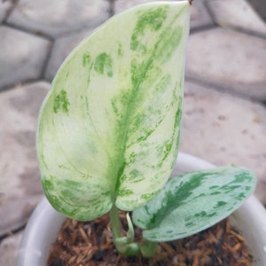 Scindapsus Exotica Hologram Variegated - Etsy
