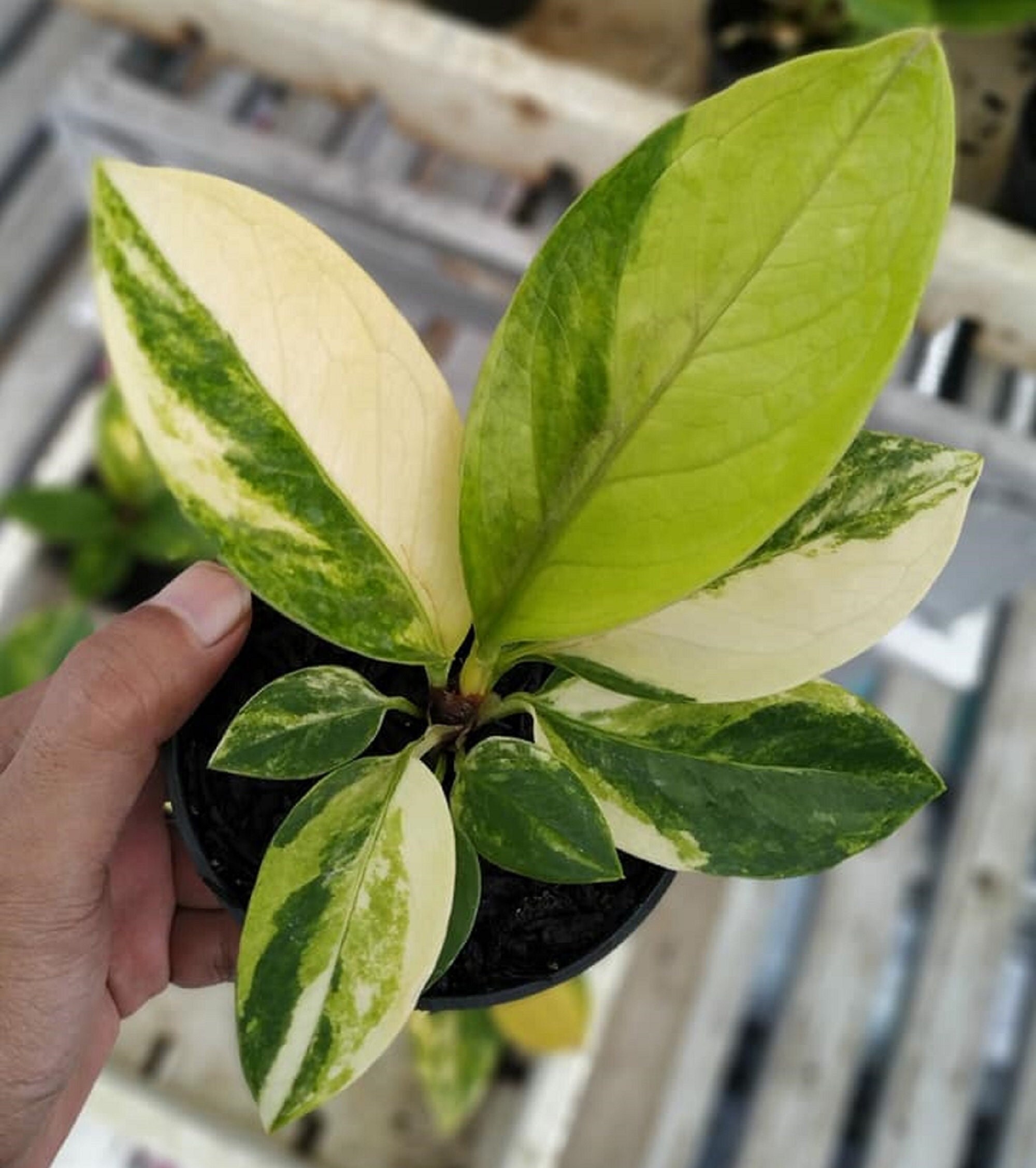Philodendron Ring Of Fire Varigata Ship By DHL Express Free philodendron-ring-of-fire-varigata-ship-by-dhl-express-free