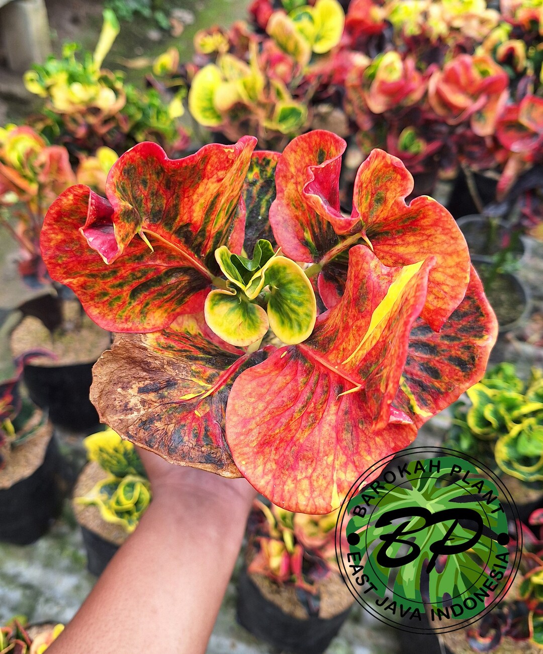 Plant Codiaeum Variegatum Croton Apple Tiwuk - Etsy