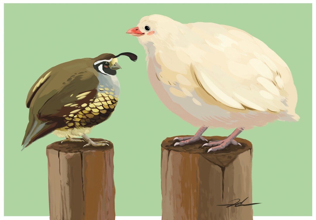Duo Quails || Art Print - Etsy