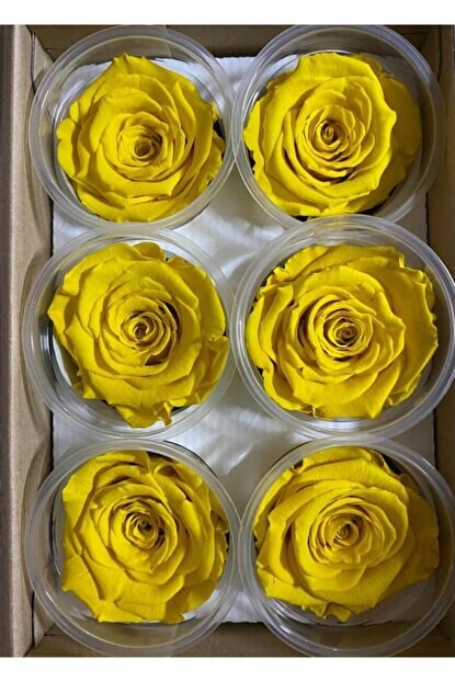 Preserved Rose in Luxe GLASS Box Glass Rose Box Eternal - Etsy