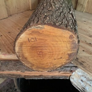 Bradford Pear Log 101 - Etsy