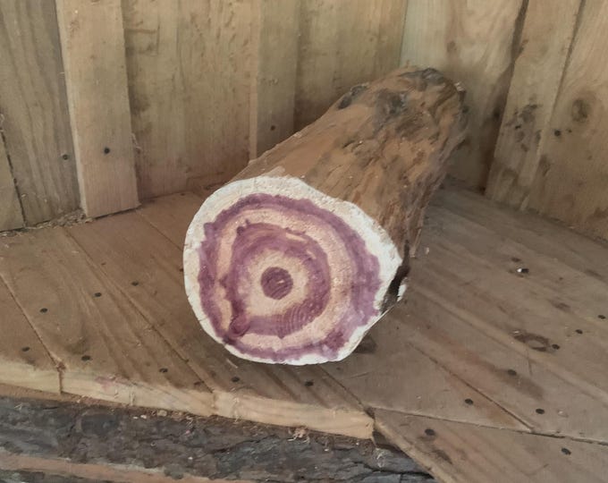 Rare Bullseye Red Cedar Log Stump 338 - Etsy