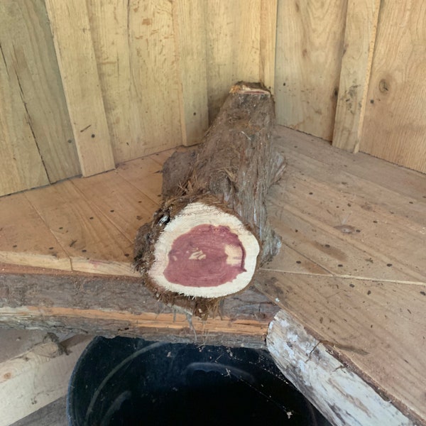 Cedar Log Furniture - Etsy