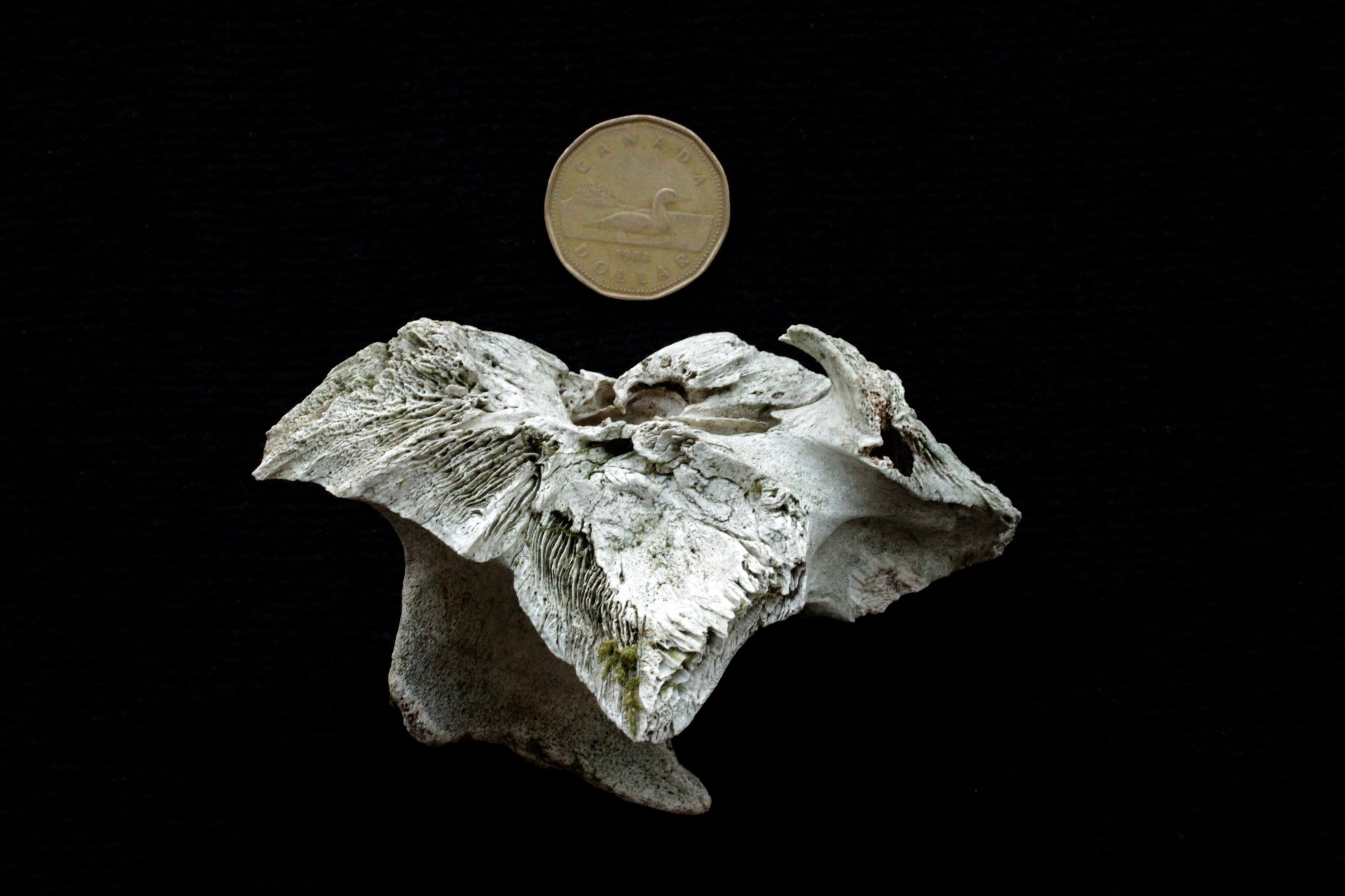 Vintage cow bone | Etsy