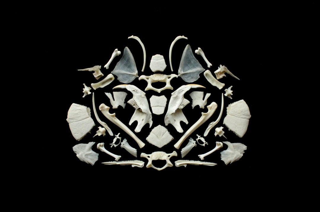 Wild Animal Bones Selection Cruelty Free - Etsy