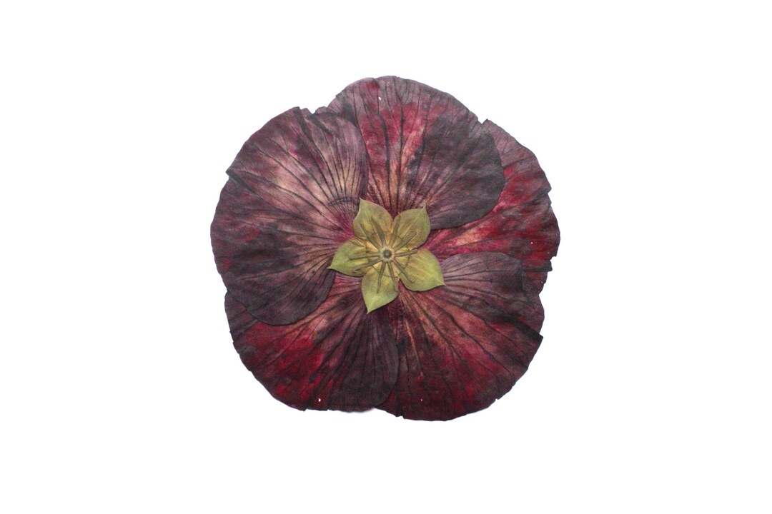 Pressed Hibiscus Flower - Etsy