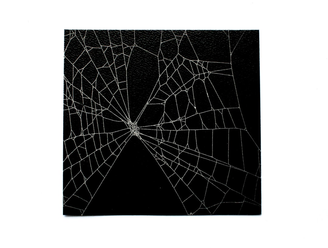 Real Preserved Spider Web Cruelty Free - Etsy