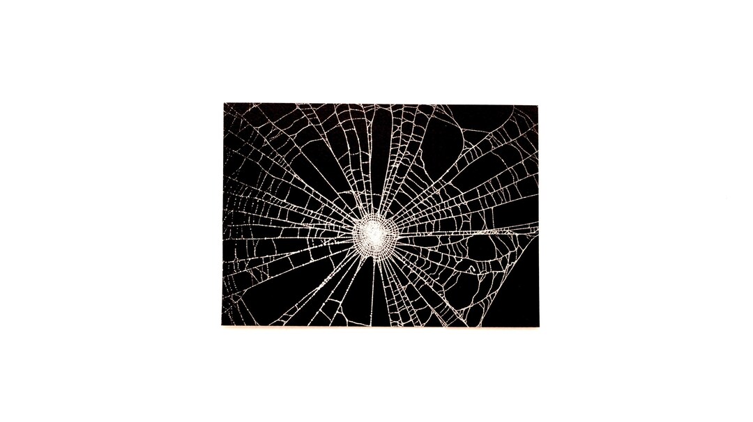 Unique Small Real Preserved Spider Web Cruelty Free - Etsy