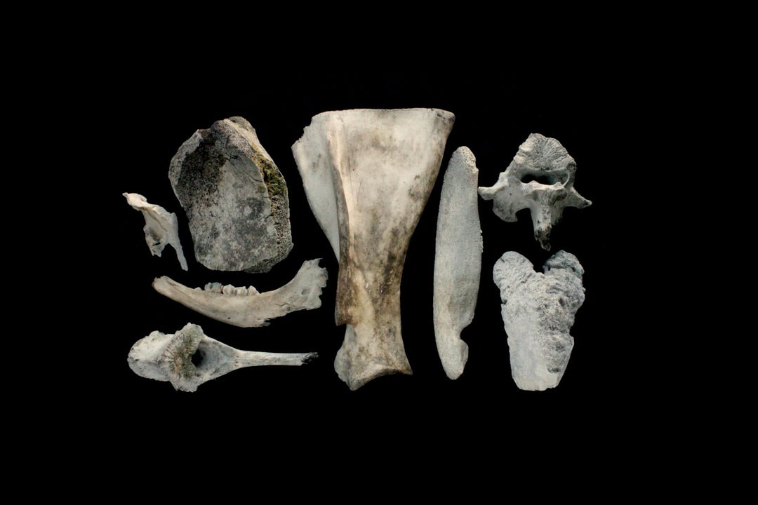 Broken Animal Bones - Stained and Chewed Cow and Calf Bones. - Etsy