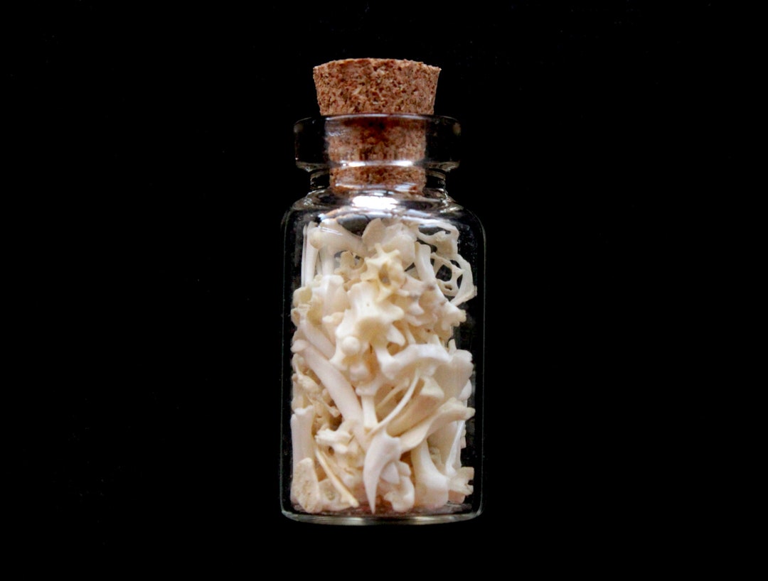 Tiny Glass Vial Filled With Bones- 100 Bones- Cruelty Free - Etsy