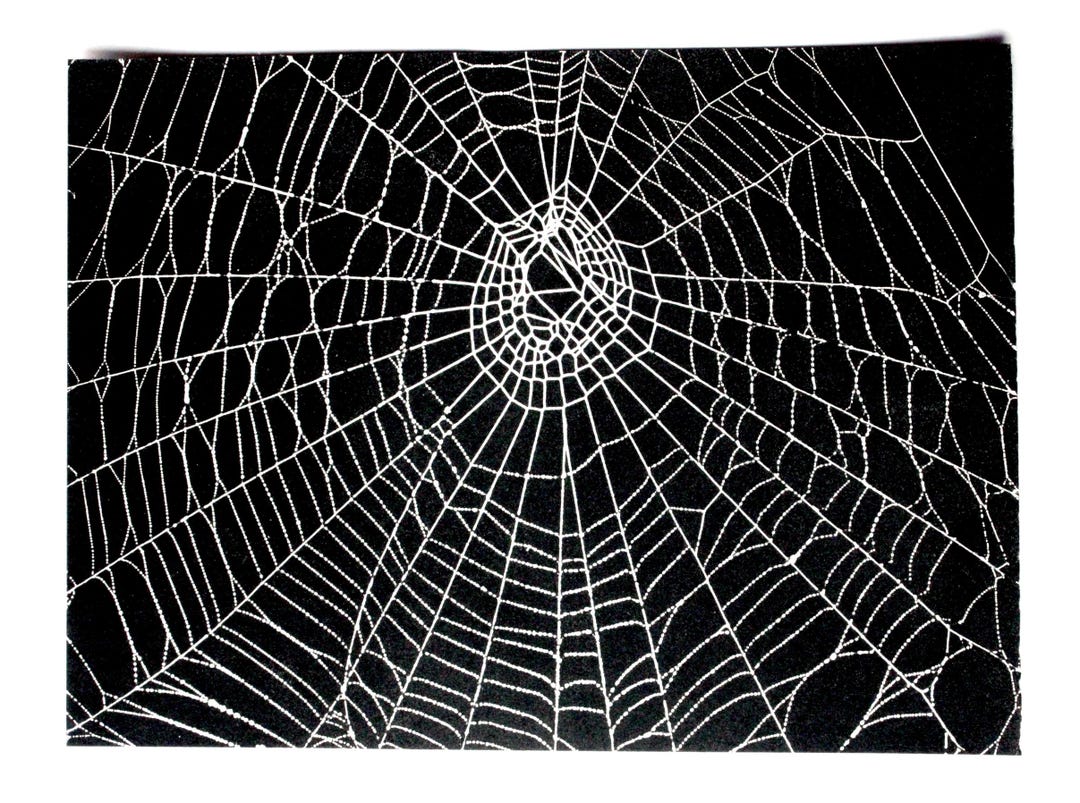 Unique Large Real Preserved Spider Web Cruelty Free Halloween Decor - Etsy