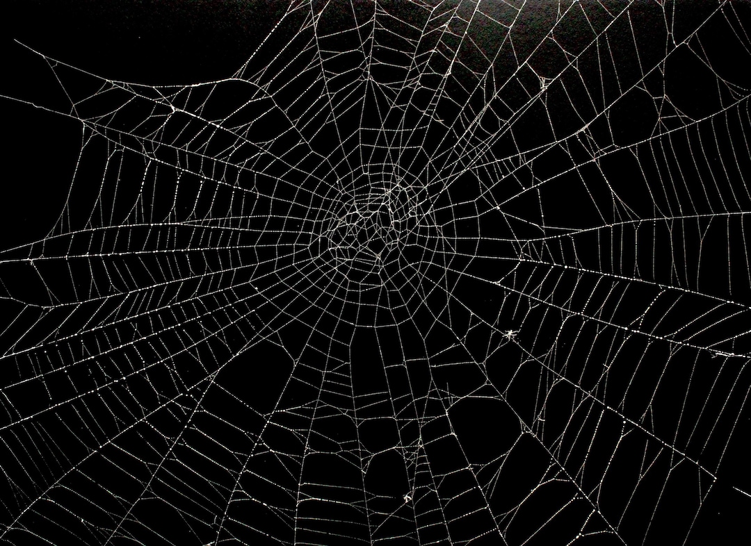 Unique Large Real Preserved Spider Web Cruelty Free Gothic Decor - Etsy