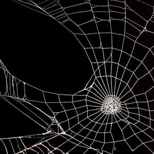 Unique Large Real Preserved Spider Web Cruelty Free Yellow Garden ...