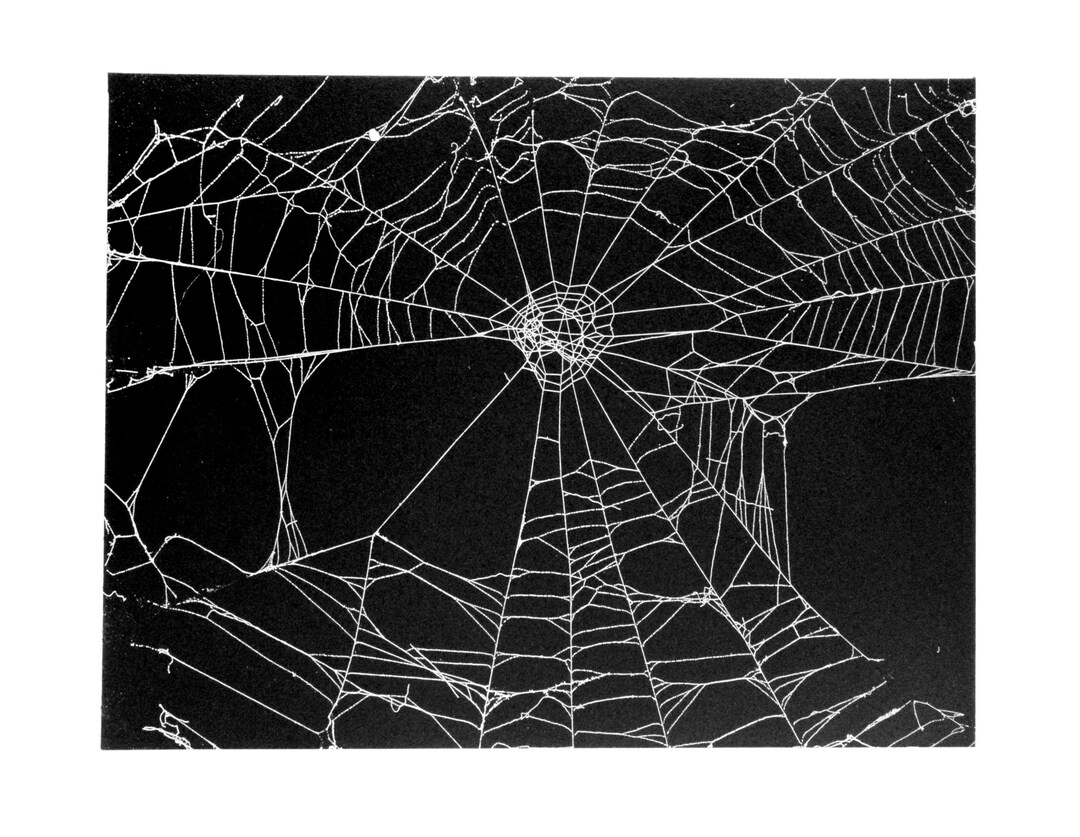 Unique Large Real Preserved Spider Web - Cruelty Free - Halloween Decor ...