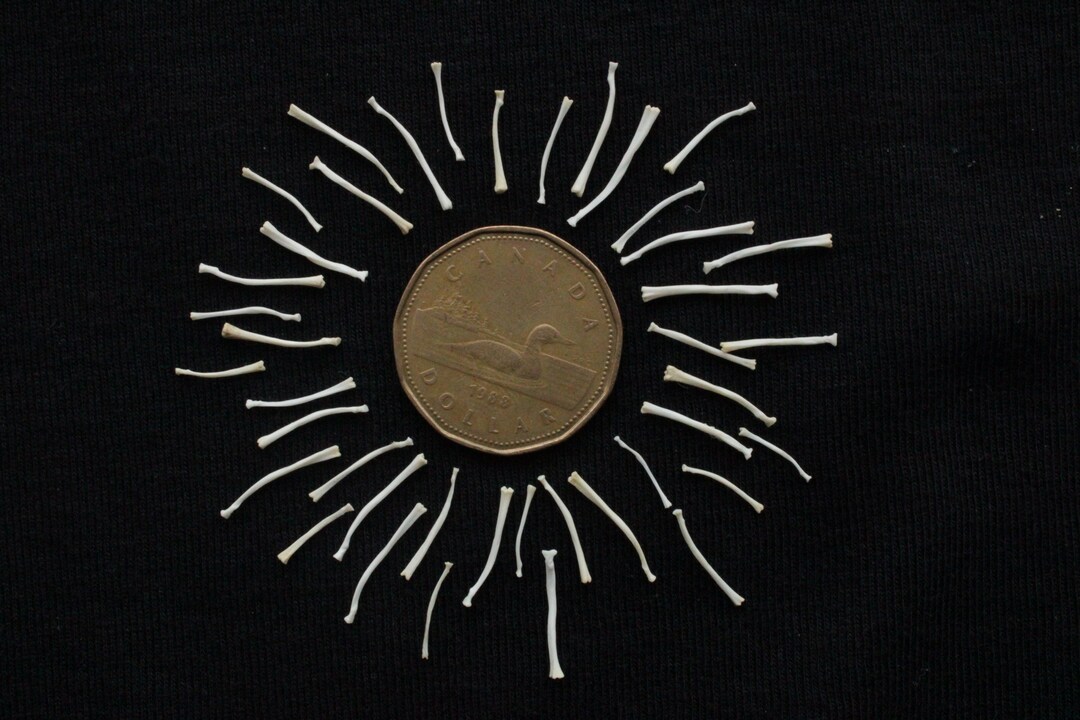 Beautiful Small Rodent Bones Radius Cruelty Free - Etsy