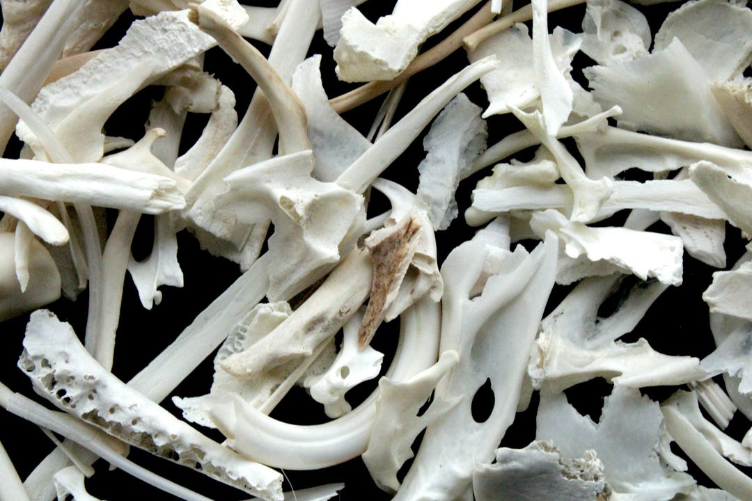 Broken Tiny Wild Animals Bones - Cruelty Free - Etsy