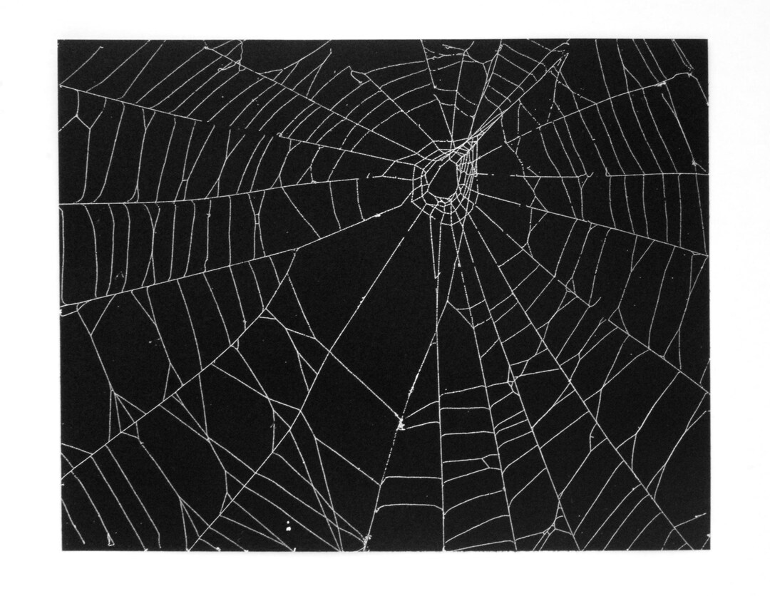 Unique Large Real Preserved Spider Web - Cruelty Free - Halloween Decor ...