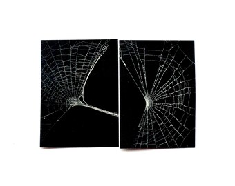 Real Preserved Spider Webs - Etsy