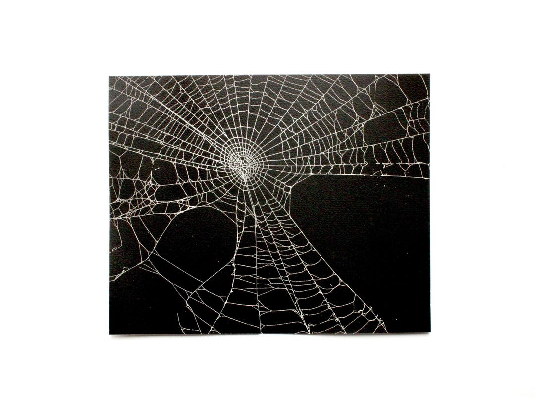 Unique Large Real Preserved Spider Webs Cruelty Free - Etsy