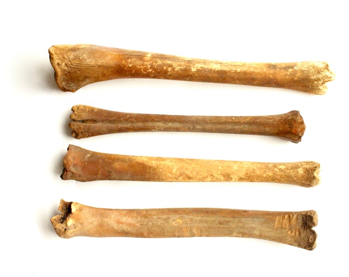 Stained Deer Leg Bones - Etsy Canada