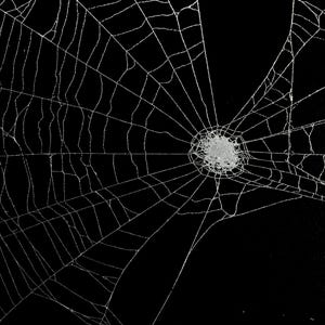 Unique Medium Real Preserved Spider Web- Cruelty Free - Etsy