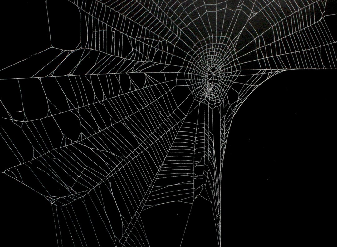 Unique Very Large Real Preserved Spider Web Cruelty Free Halloween ...