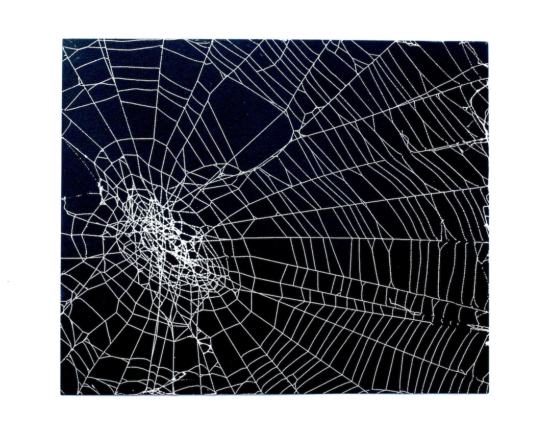 Unique Large Real Preserved Spider Web Cruelty Free Yellow Garden ...