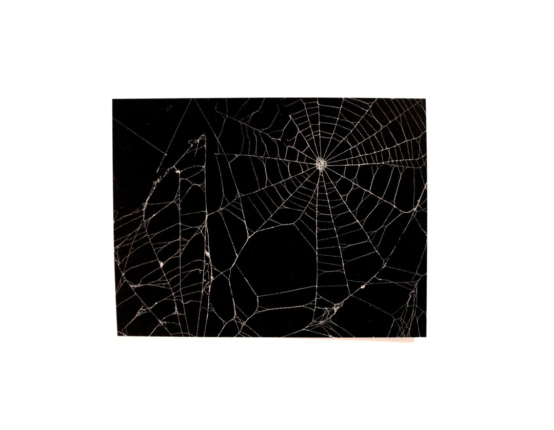 Small Real Preserved Spider Web Cruelty Free - Etsy