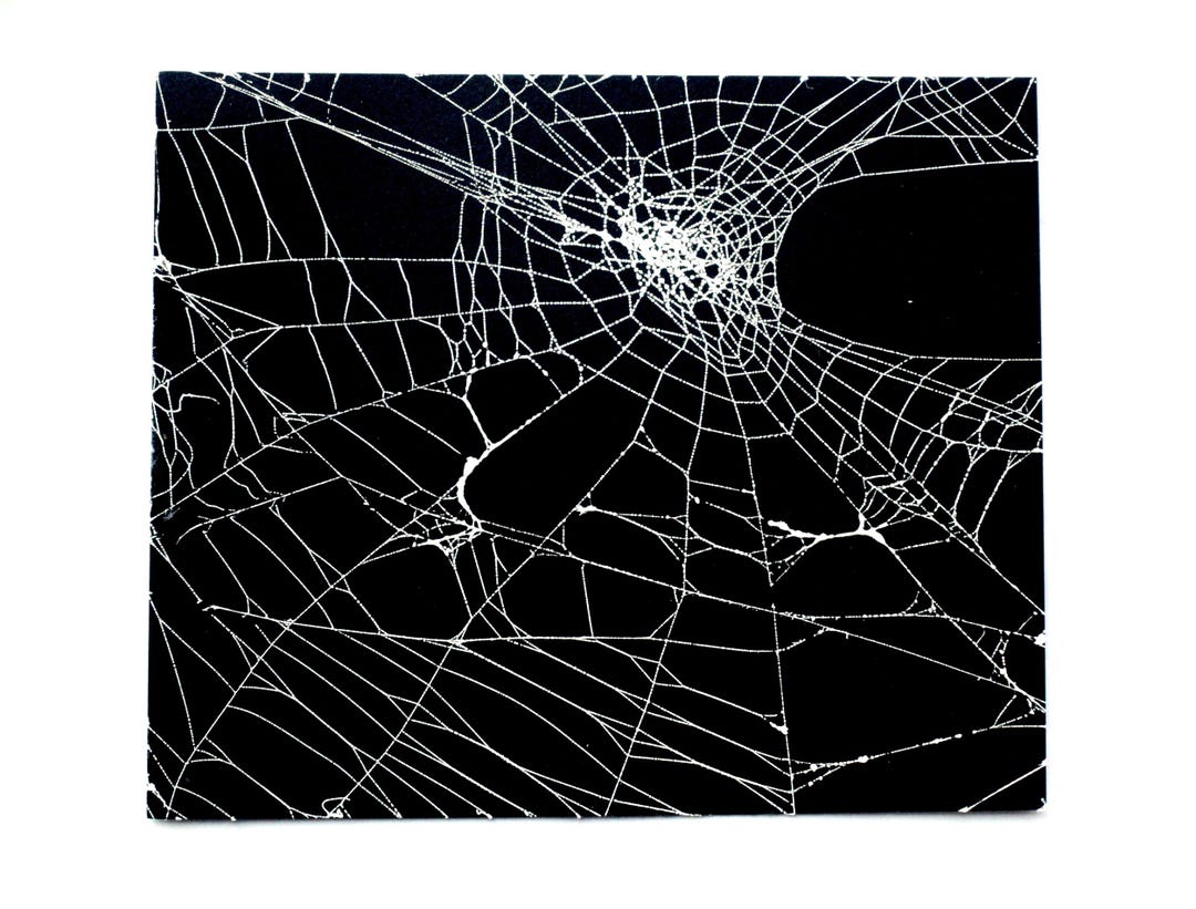 Unique Large Real Preserved Spider Web Cruelty Free Yellow Garden ...