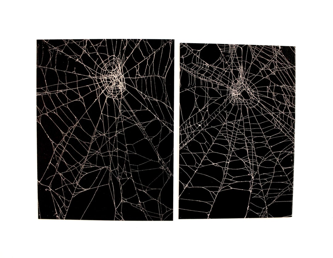 Small Real Preserved Spider Webs Cruelty Free - Etsy