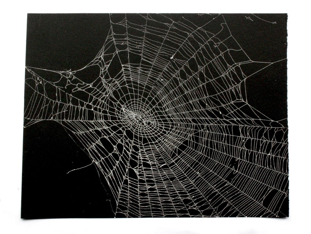 Unique Large Real Preserved Spider Web Cruelty Free Halloween Decor - Etsy