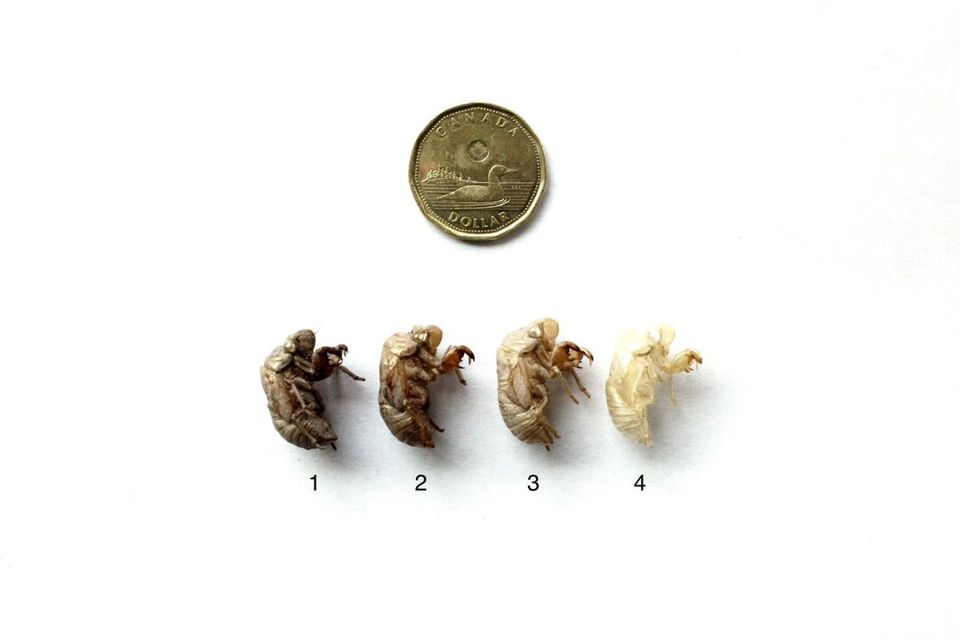 Cicada Exoskeleton Cruelty Free - Etsy Canada