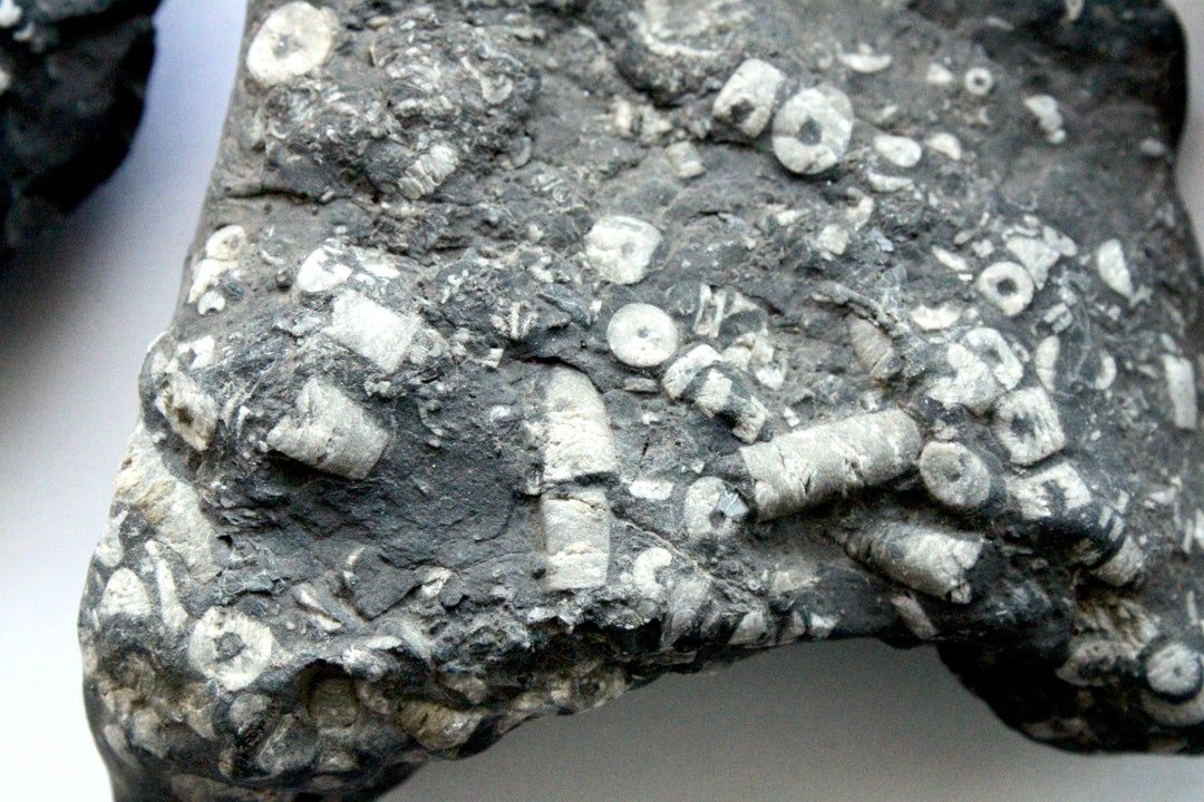 Tiny Fossils (crinoids) on Rocks - Etsy