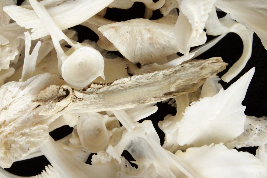 Arêtes de poisson sauvage aléatoires Sans cruauté - Etsy France