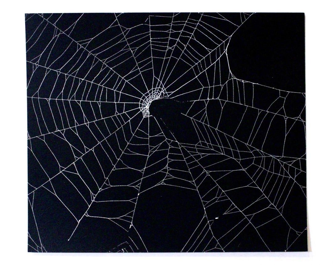 Unique Large Real Preserved Spider Web Cruelty Free Yellow Garden ...