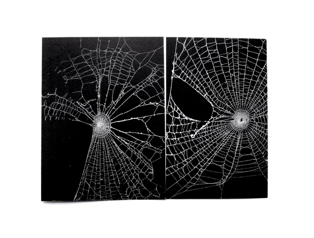 Unique Small Real Preserved Spider Webs- Cruelty Free - Etsy