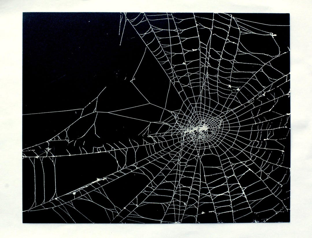 Unique Large Real Preserved Spider Web Cruelty Free Yellow Garden ...