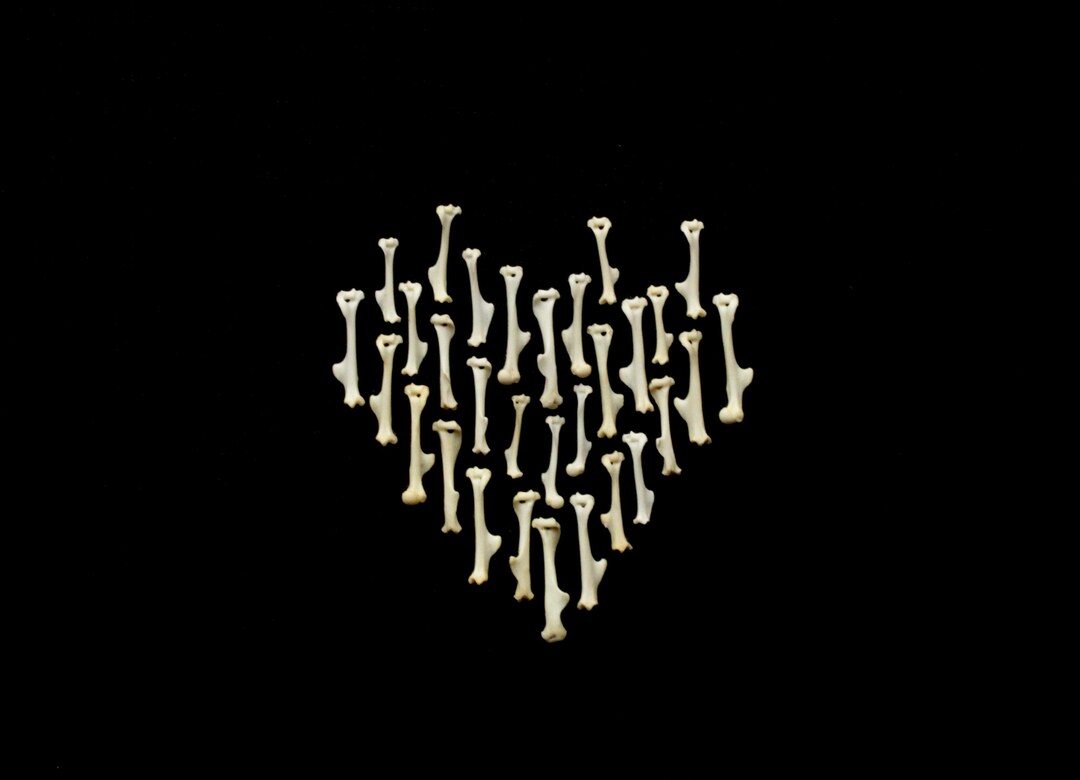 35 Vole Humerus Bones: Small Rodent Bones for Jewelry, Crafts - Cruelty ...