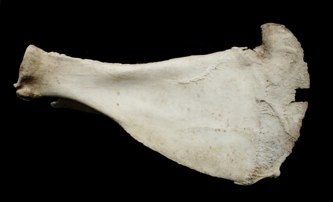 Very Big Cow Scapula Cruelty Free - Etsy