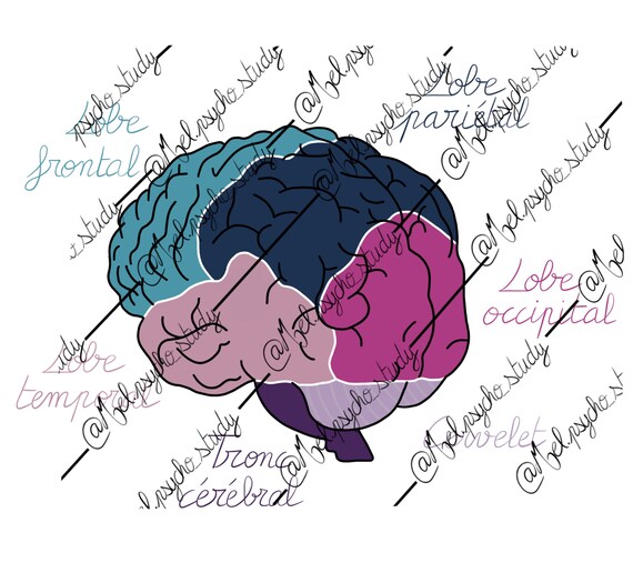 Brain lobes pattern | Etsy