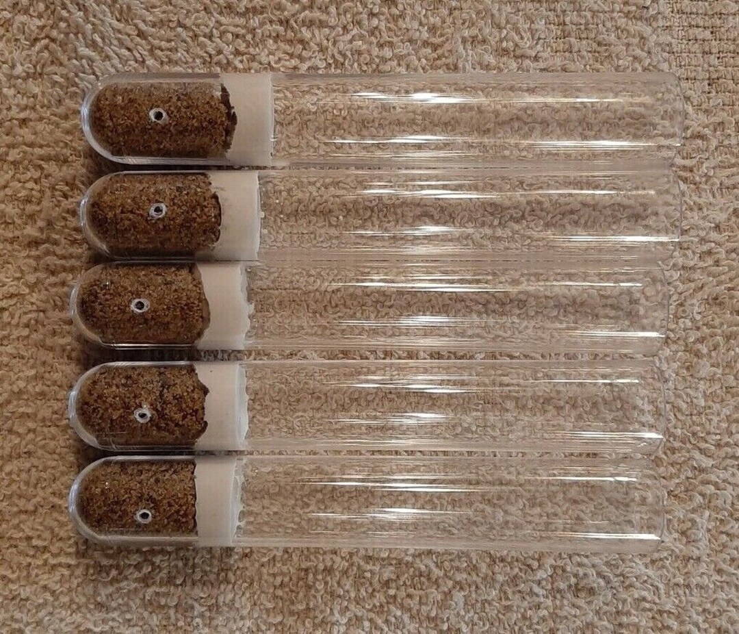Amoma Handmade River Sand Plaster Plastic Queen Ant Test Tubes for ...
