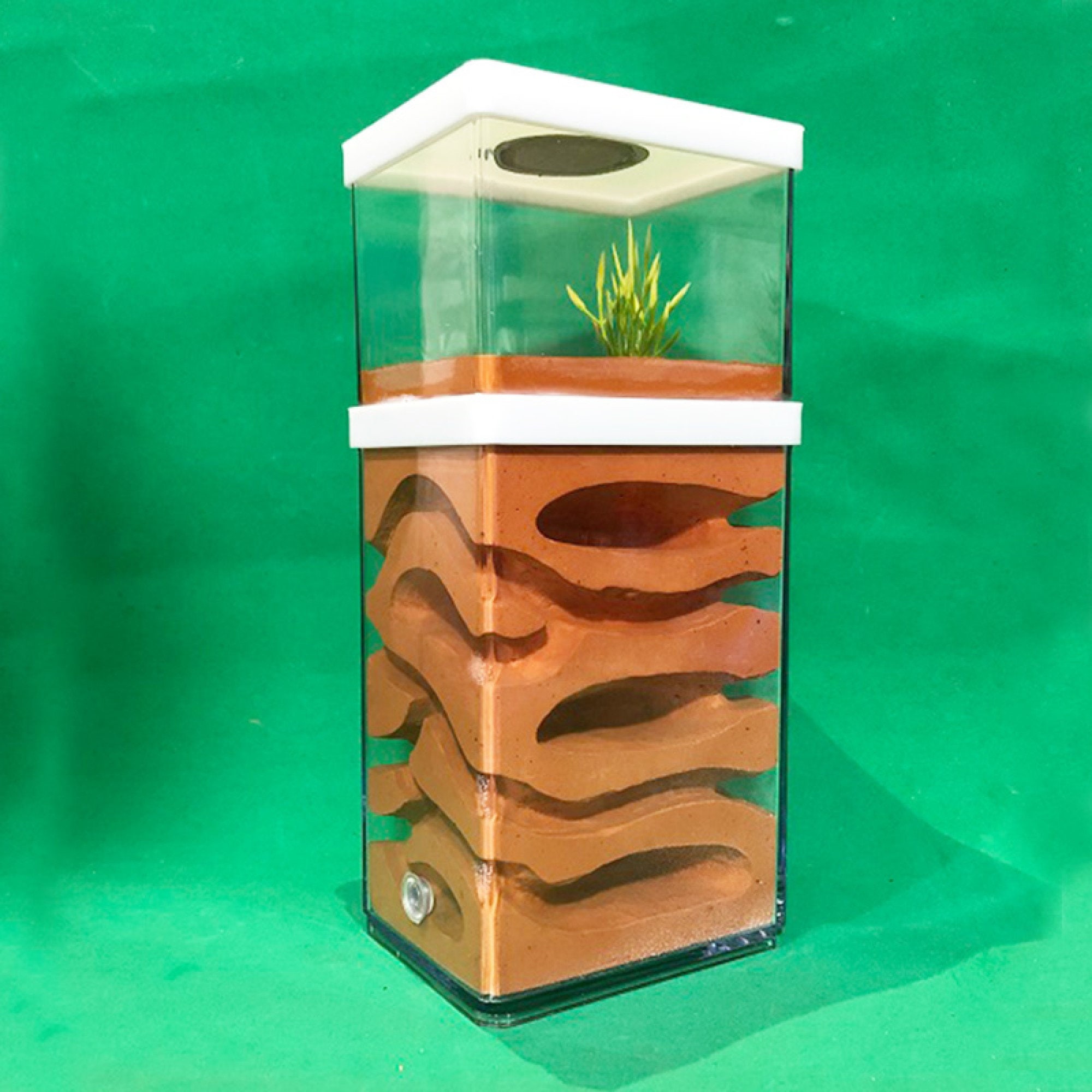 Huge Ant Farm