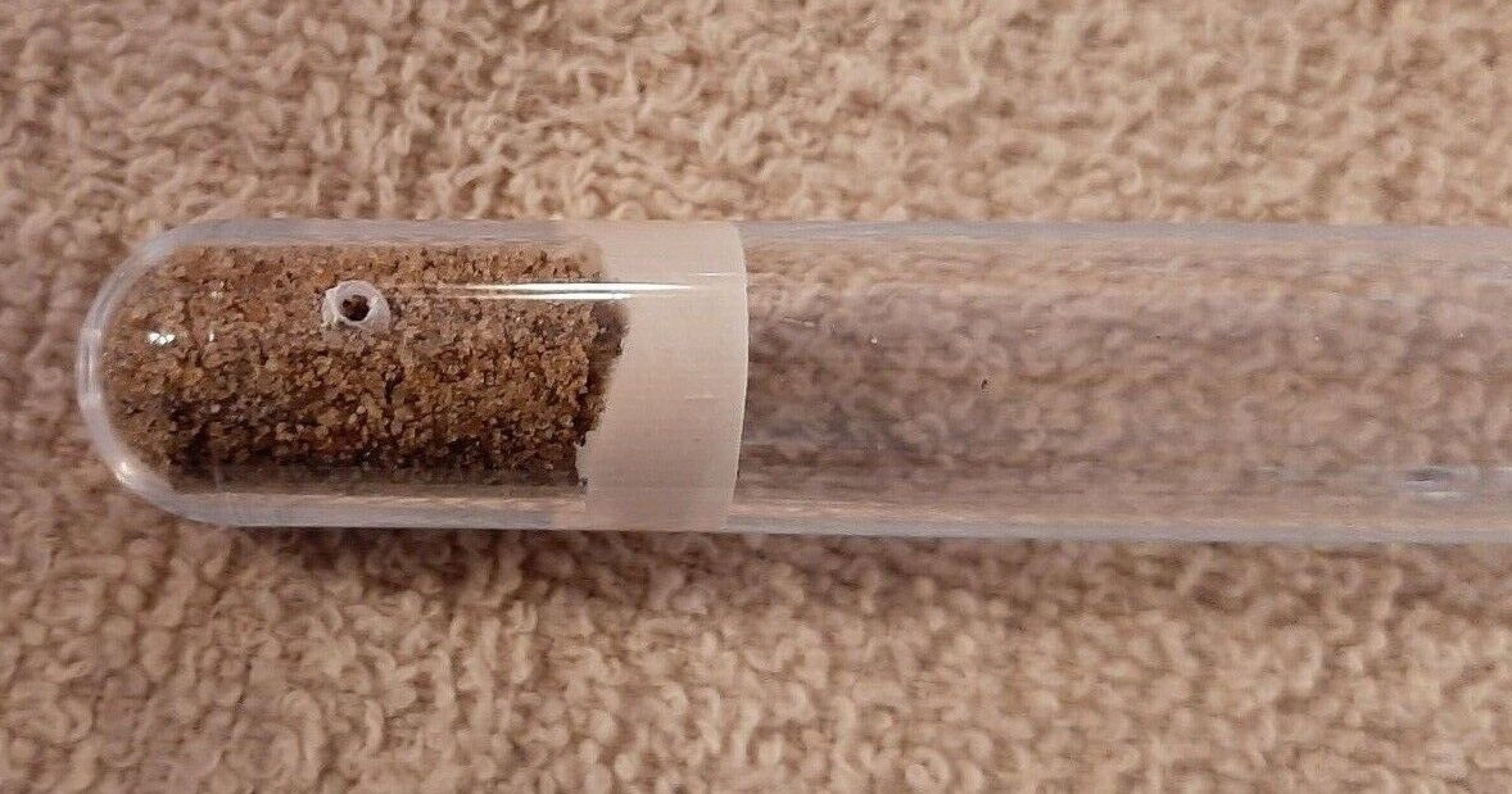 Amoma Handmade River Sand Plaster Plastic Queen Ant Test Tubes - Etsy