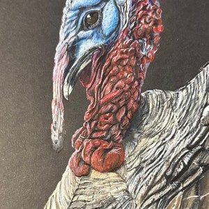 Original Strutting Turkey Tom Drawing - Etsy
