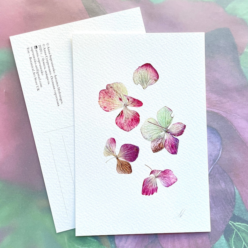 Hydrangea Postcard - Etsy