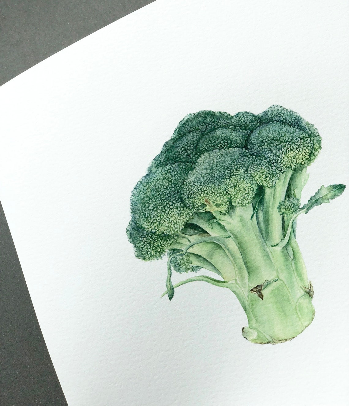 Broccoli. Fine Art Print Wall Prints Vegetable Handmade - Etsy