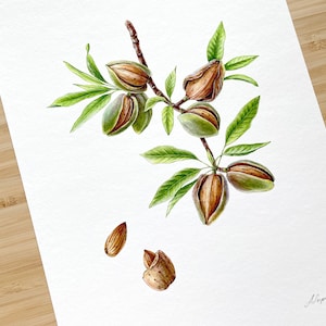 Almond. Fine Art Print, Wall Prints Nuts, Watercolour Illustration ...