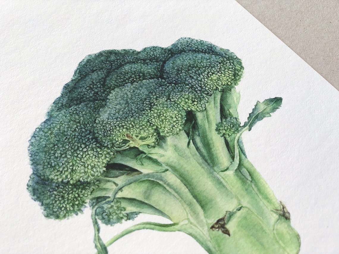 Broccoli print giclée print watercolour painting Botanical | Etsy